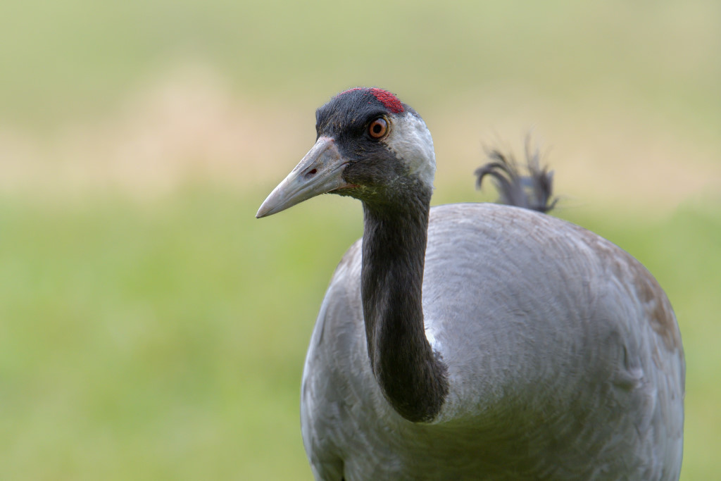 COMMON CRANE, GRUS GRUS - Artur Rydzewski nature photography