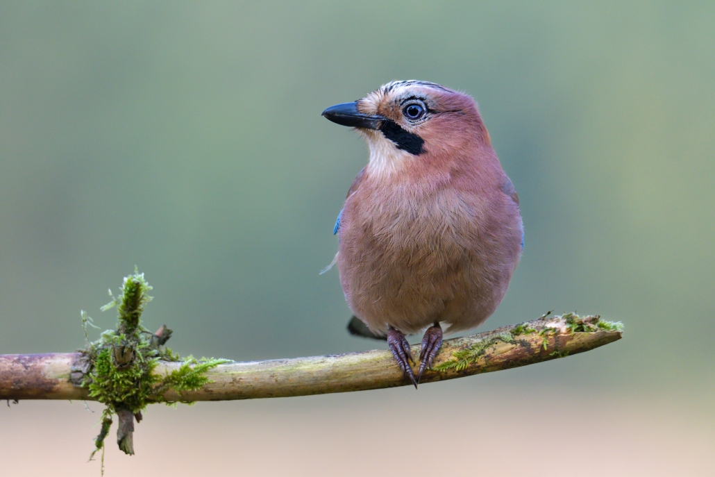 Eurasian jay - Artur Rydzewski nature photography