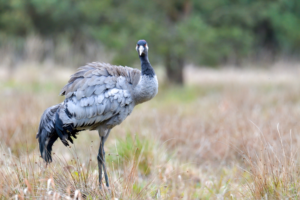 COMMON CRANE, GRUS GRUS - Artur Rydzewski nature photography