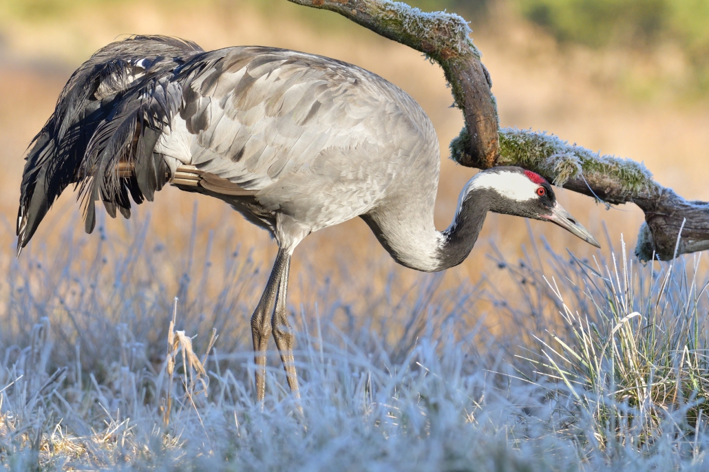 COMMON CRANE, GRUS GRUS - Artur Rydzewski nature photography